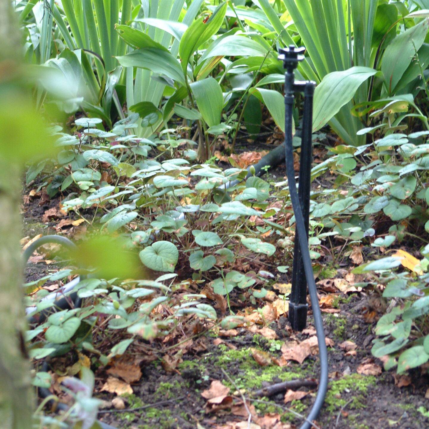 Border Sprinkler Watering Kit | Buy Online from Access Irrigation