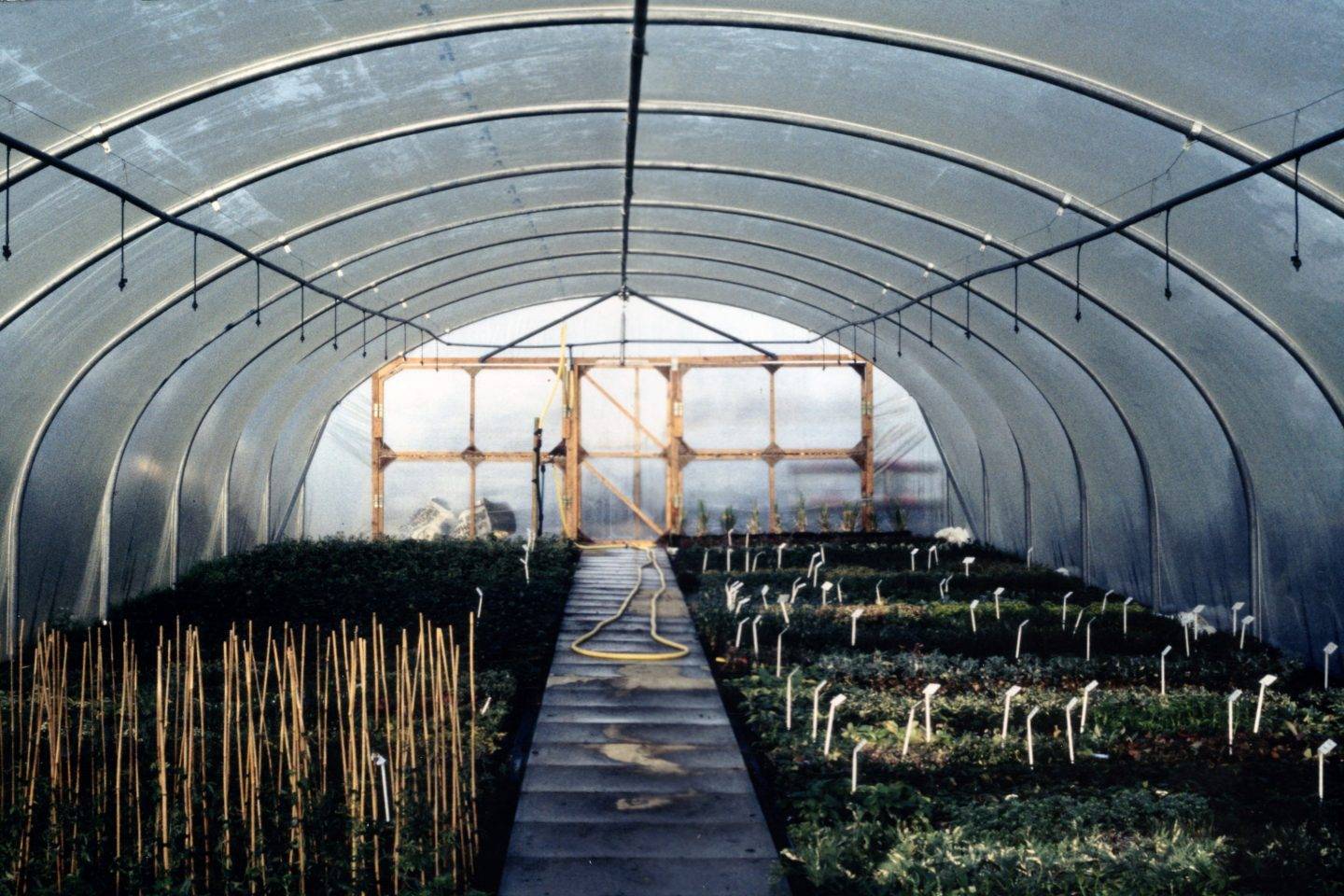 Overhead Polytunnel Watering | Buy Online from Access Irrigation