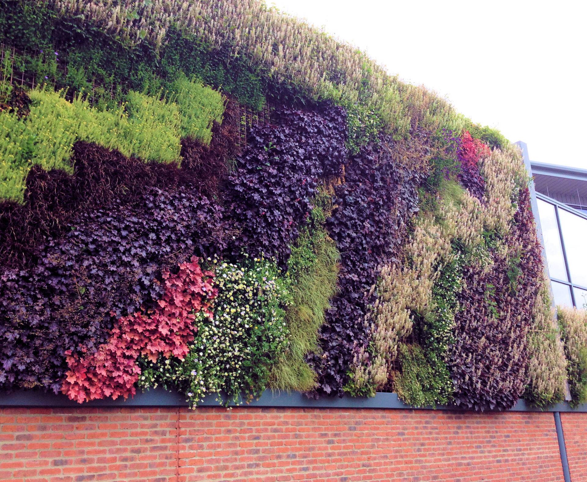 Green Wall Watering at Barker and Stonehouse - Access Irrigation